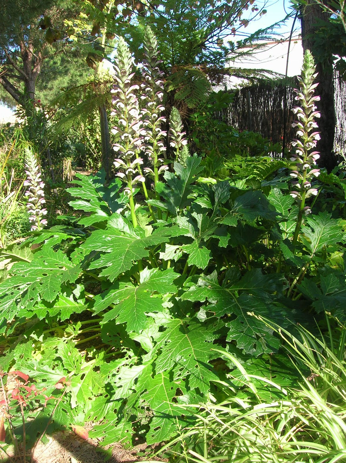 Recregarden: ACANTHUS MOLLIS